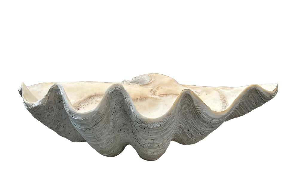 Giant Antique Clam Shell Antique Decorative Accessories AD PS Antiques